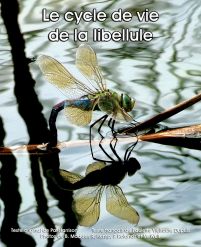 Le cycle de vie de la libellule