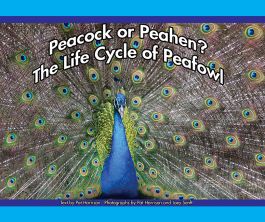 Peacock or Peahen? The Life Cycle of Peafowl