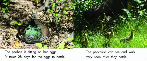 peahen eggs hatching